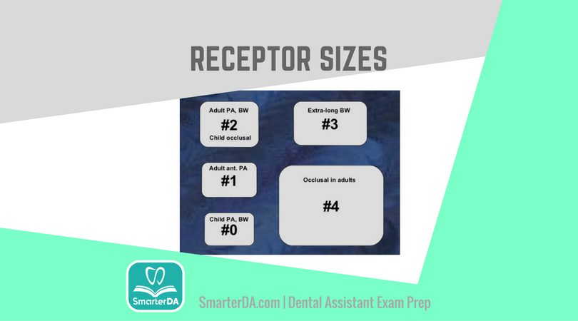 Q: The receptor size usually required for a full-mouth series on a six ...